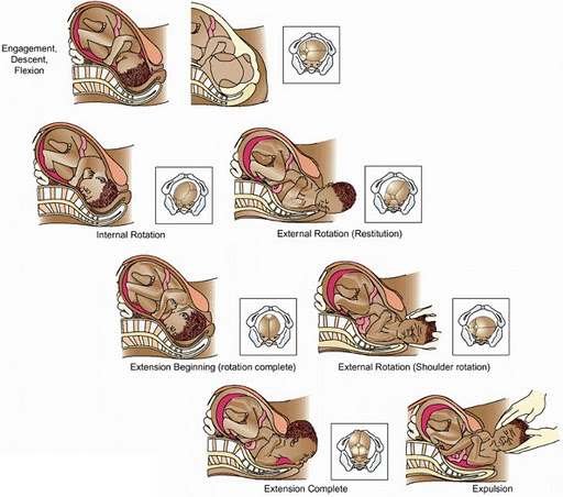 Mekanisme Persalinan Normal | Midewifery Blog
